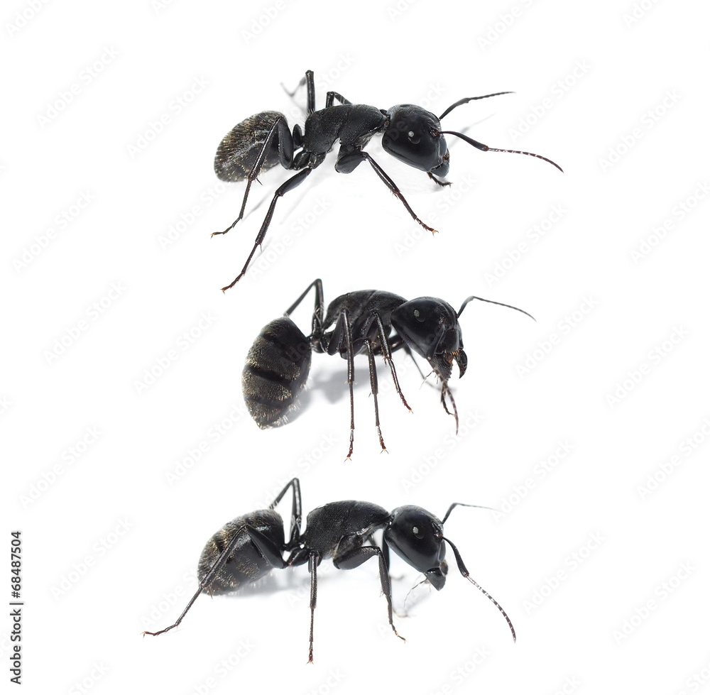 black ant isolated on white background, Carpenter ant Stock Photo ...