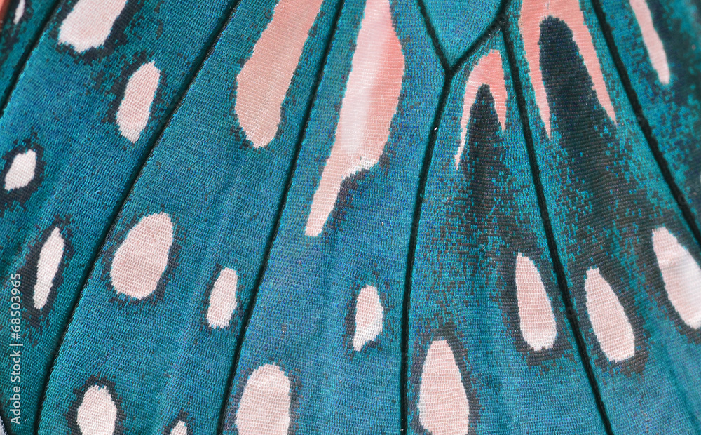 Butterfly Wing Stock Photo | Adobe Stock