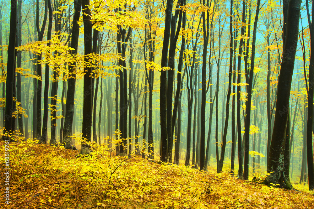 Foggy mystic forest during fall Stock Photo | Adobe Stock