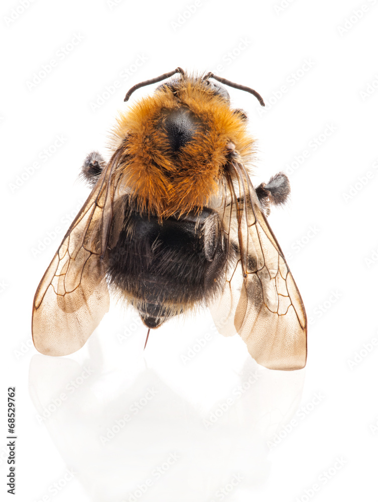 Macro of Bumblebee isolated on white background Stock Photo | Adobe Stock