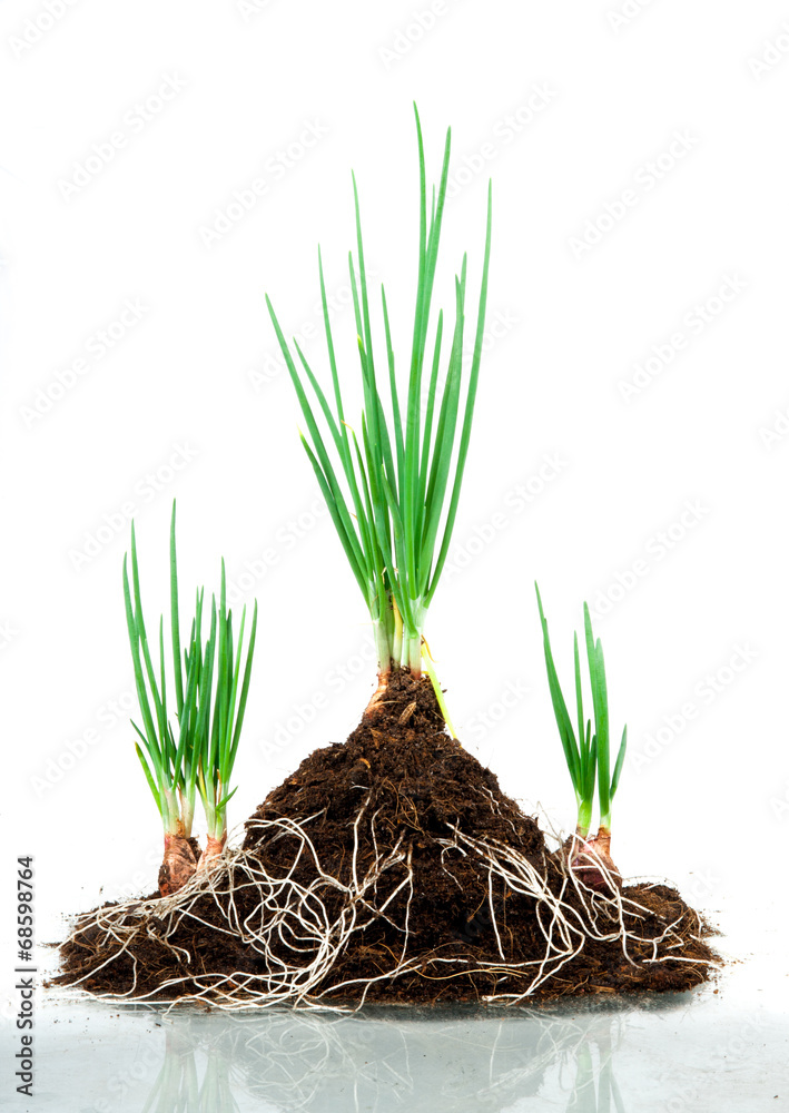 Fotografia do Stock: Onion Growing plant with underground root visible ...