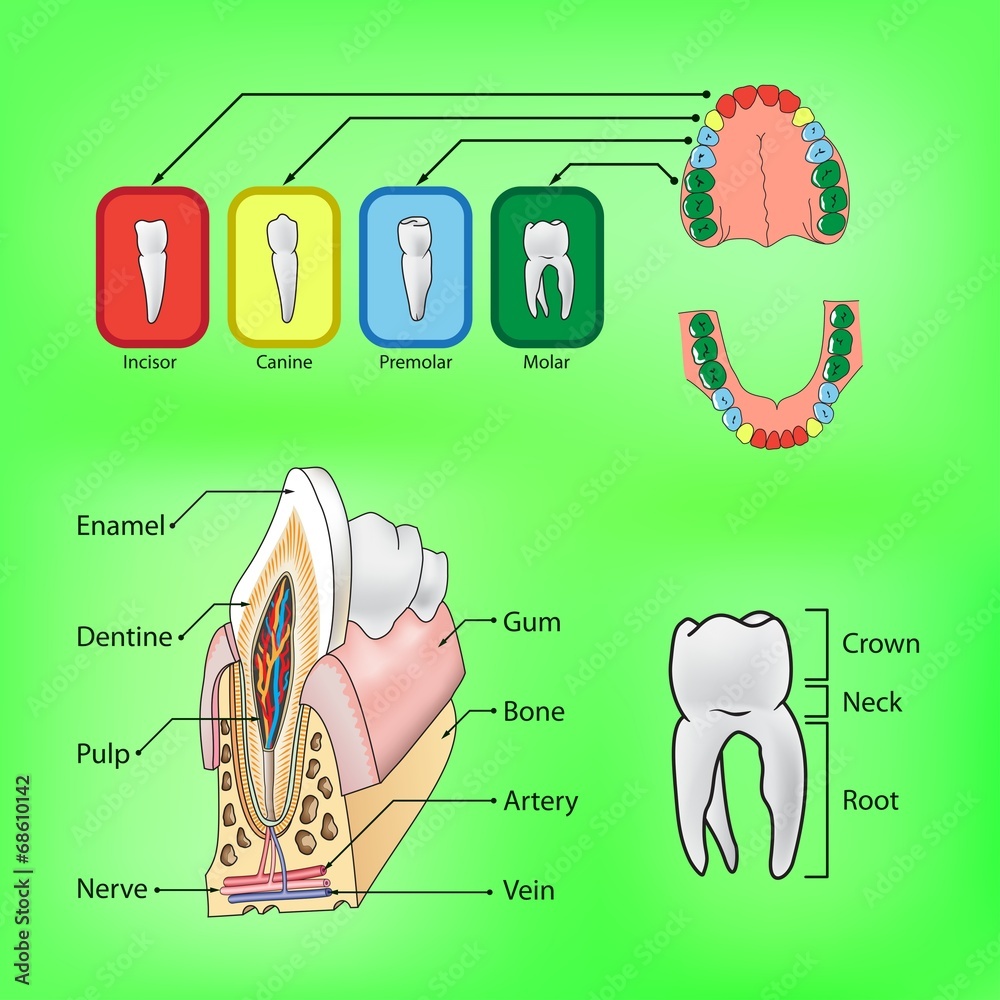 Types of teeth and external and internal structure of tooth Stock ...