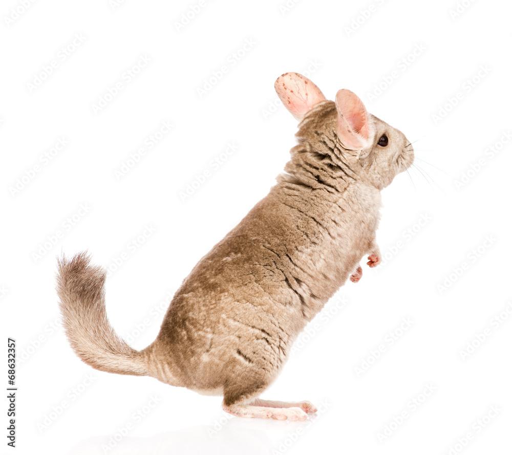 chinchilla standing on hind legs in profile. isolated on white b Stock ...