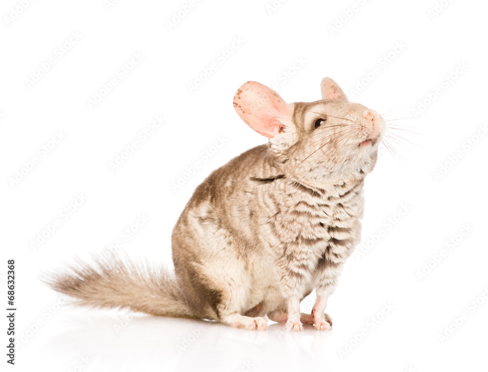 chinchilla standing on hind legs and looking up. isolated on whi Stock ...