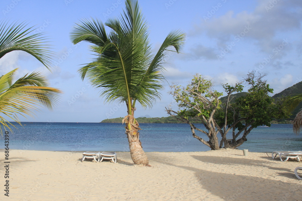 plage cocotier Stock Photo | Adobe Stock