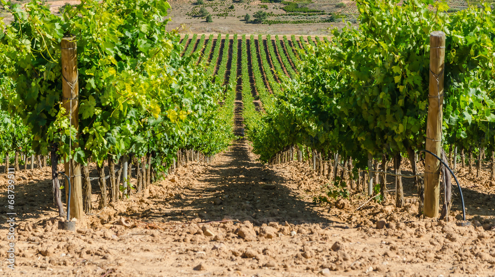 Vineyard Stock Photo | Adobe Stock