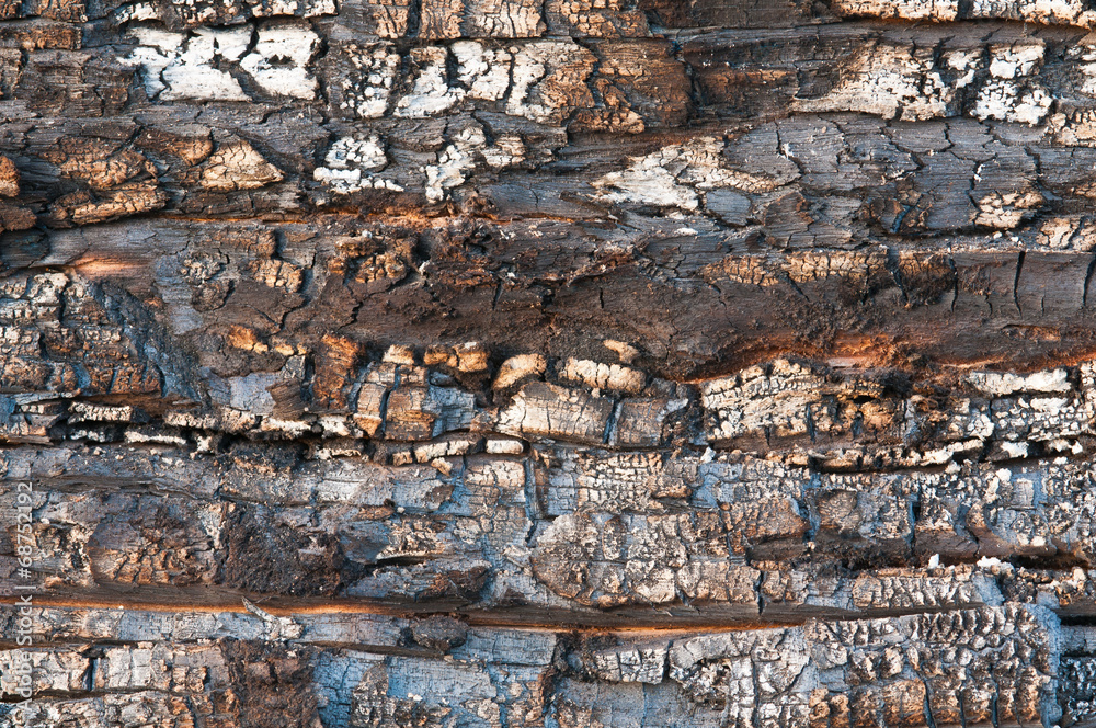 Black wood texture of burnt tree after fire Stock Photo | Adobe Stock