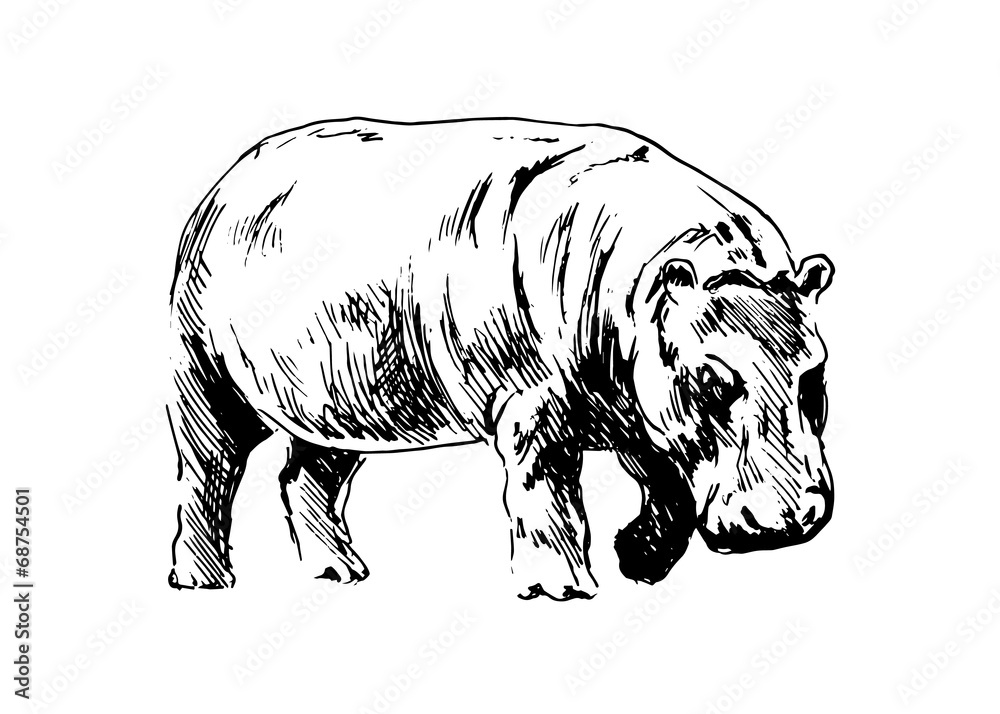 Hand drawing of a hippopotamus. Vector illustration Stock Vector ...