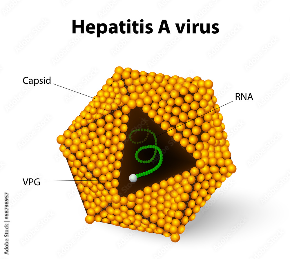 Hepatitis A virus structure Stock Vector | Adobe Stock