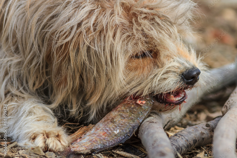 dog eating a fish Stock Photo | Adobe Stock