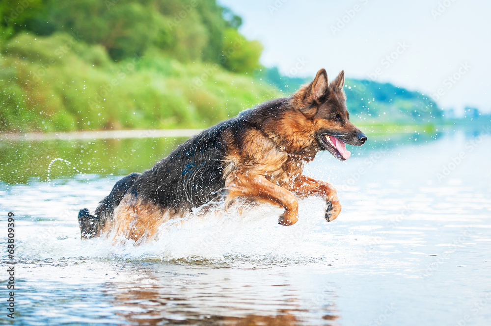 German Shepherd Jumping
