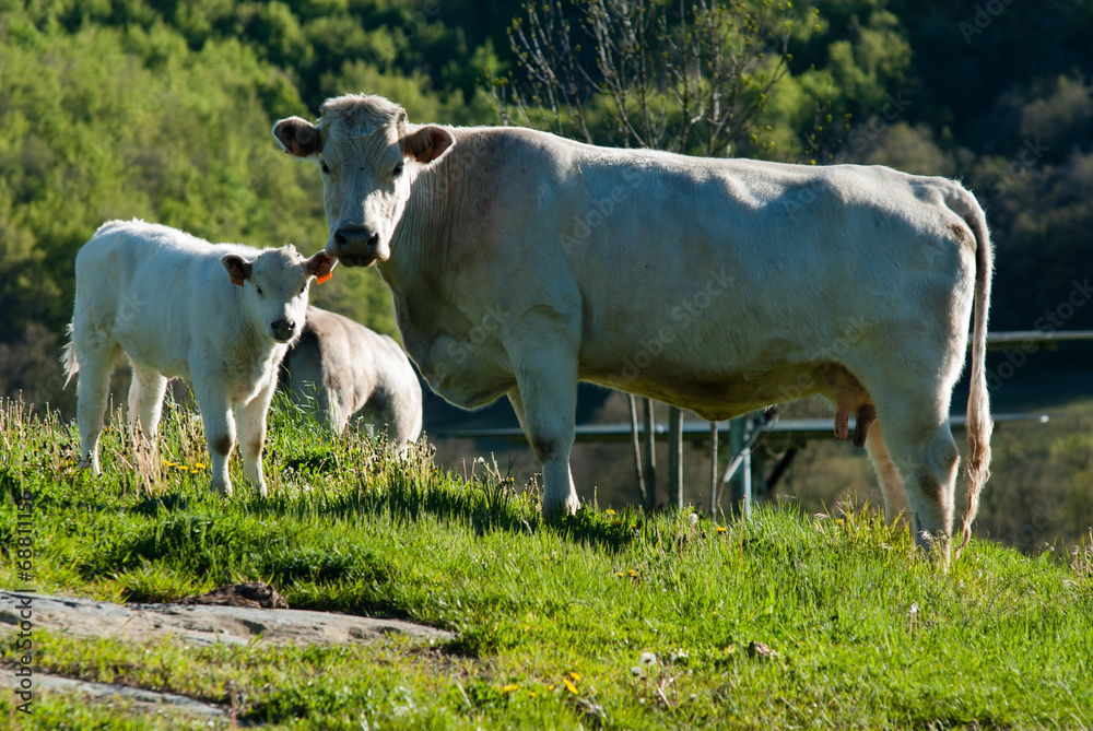 bovino Stock Photo | Adobe Stock