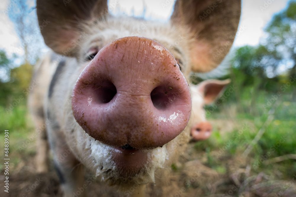Groin de cochon Photos | Adobe Stock