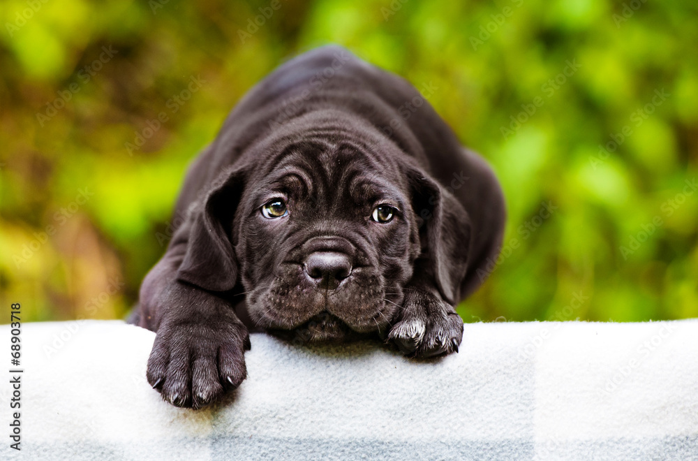 sad puppy Stock Photo | Adobe Stock