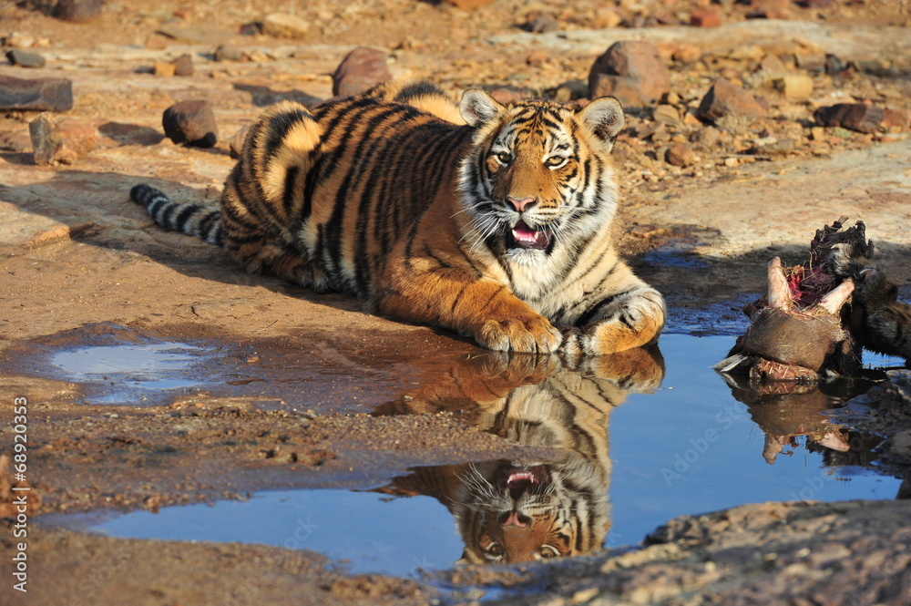 Portrait shot of a young tiger at rest Stock Photo | Adobe Stock
