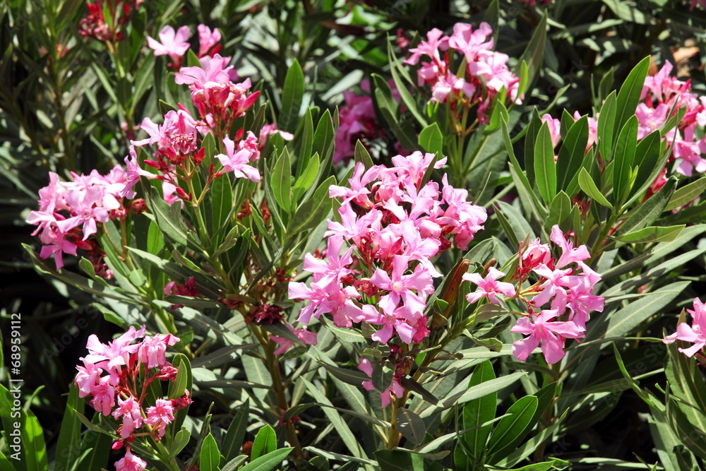 Oleander, Rose bay flower with leave. (Nerium oleander L.) Stock Photo ...