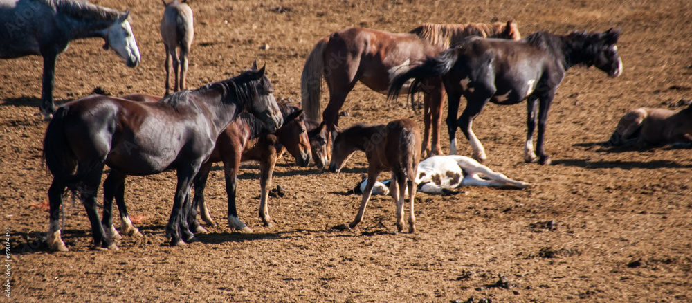 Wild Horses Being Held in Captivity Stock Photo | Adobe Stock