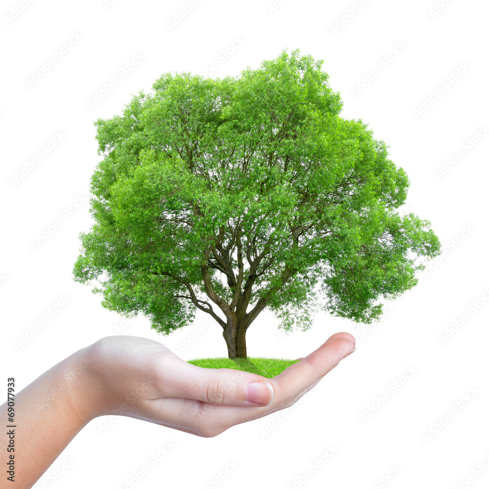 Growing tree in hand isolated on white Stock Photo | Adobe Stock