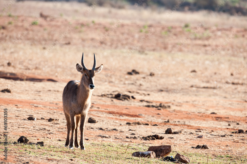 antelope Stock Photo | Adobe Stock