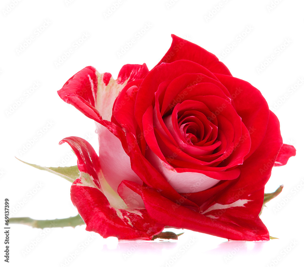 Red rose flower head isolated on white background cutout Stock Photo ...