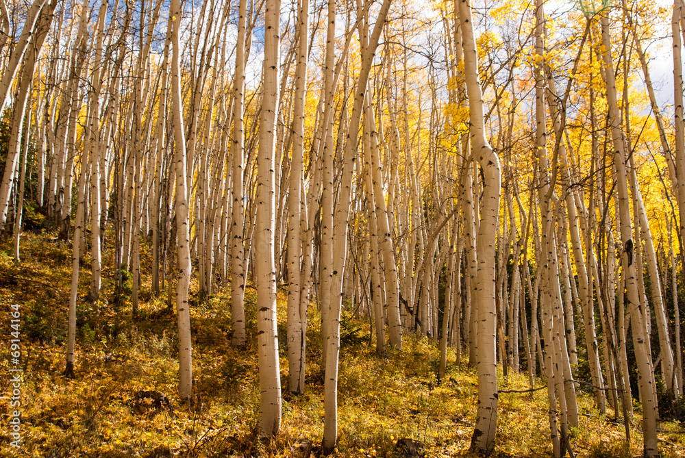 Aspen trees in sunlight Stock Photo | Adobe Stock