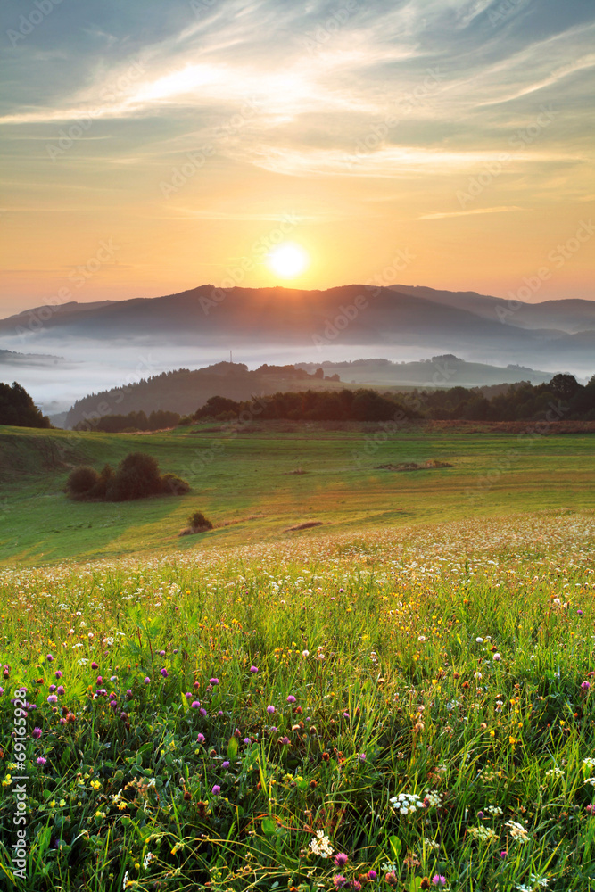 Flower meadow at sunrise Stock Photo | Adobe Stock