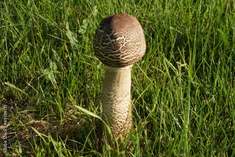 Brauner Knollenblätterpilz Stock Photo | Adobe Stock