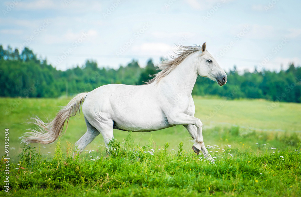 White Stallion Running