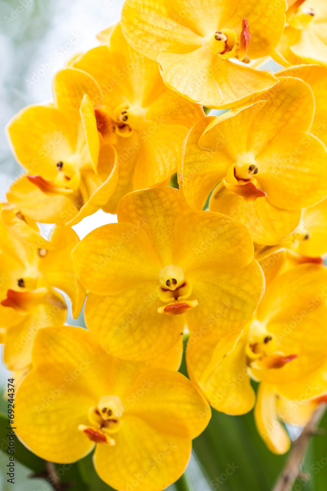 Yellow Orchid Stock Photo | Adobe Stock