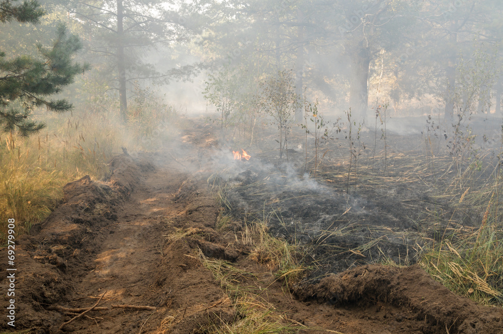Fire barrier strip in the forest Stock Photo | Adobe Stock