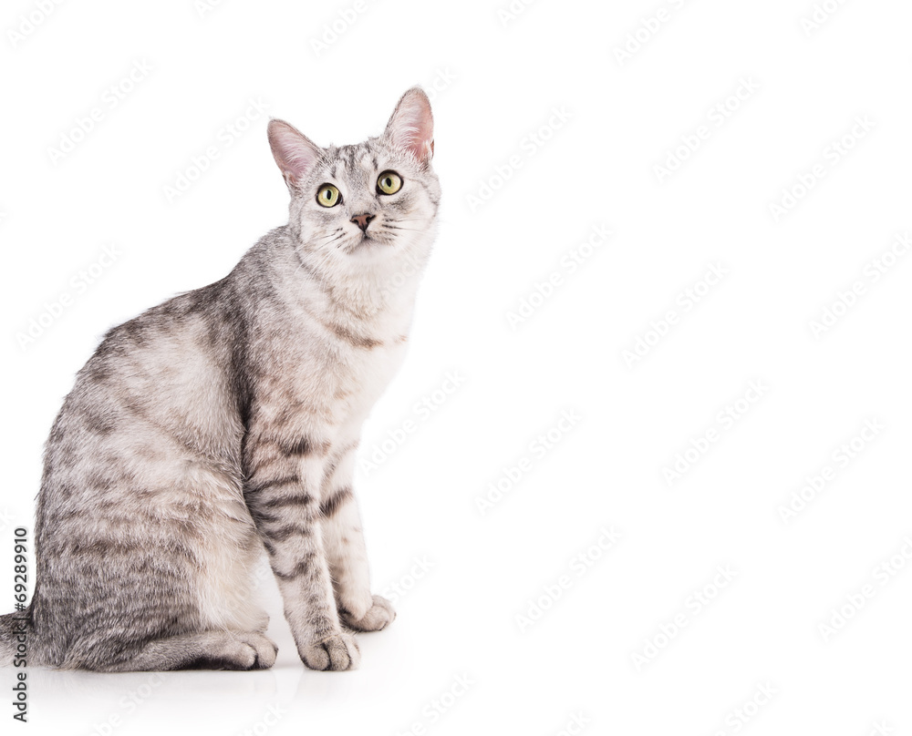 gray striped tabby cat Stock Photo | Adobe Stock