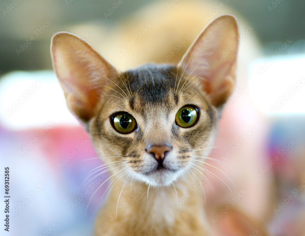 Abyssinian cat portrait Stock Photo | Adobe Stock