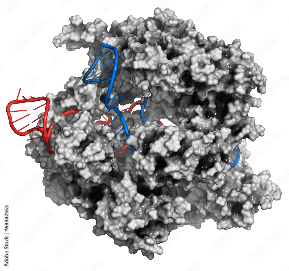 CRISPR-CAS9 gene editing complex from Streptococcus pyogenes. Stock ...