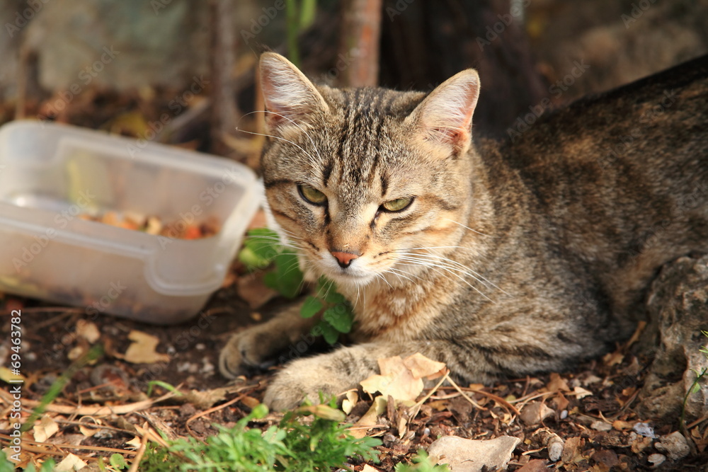 gatto felino domestico Stock Photo | Adobe Stock