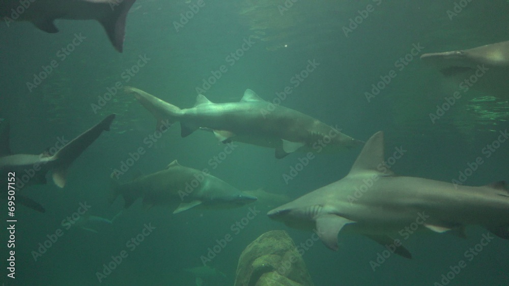 Sharks, Sea Creatures, Fish, Animals Stock Video | Adobe Stock