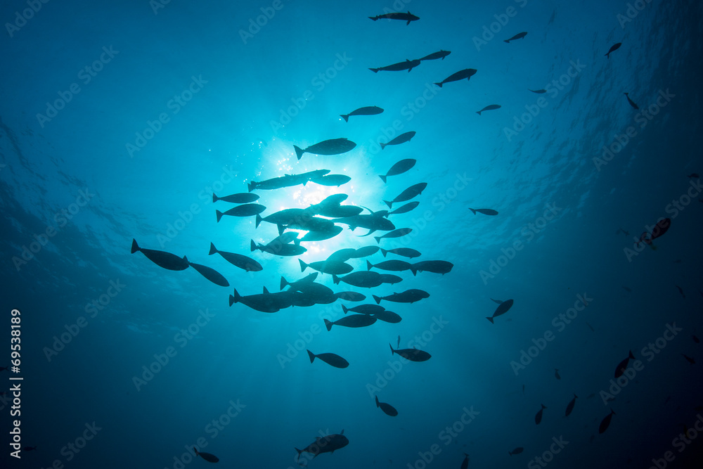 School Of Fish Silhouette