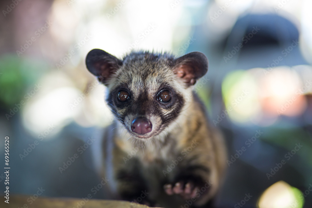 Asian Palm Civet - animal who produce coffee Kopi luwak Stock Photo ...