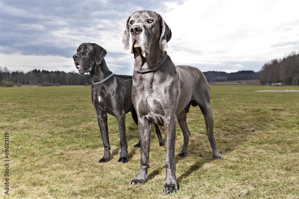 Deutscher Doggen