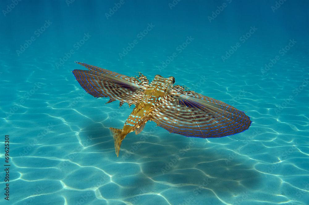 Photo Art Print Flying Gurnard fish underwater over a sandy seabed Caribbean sea dam