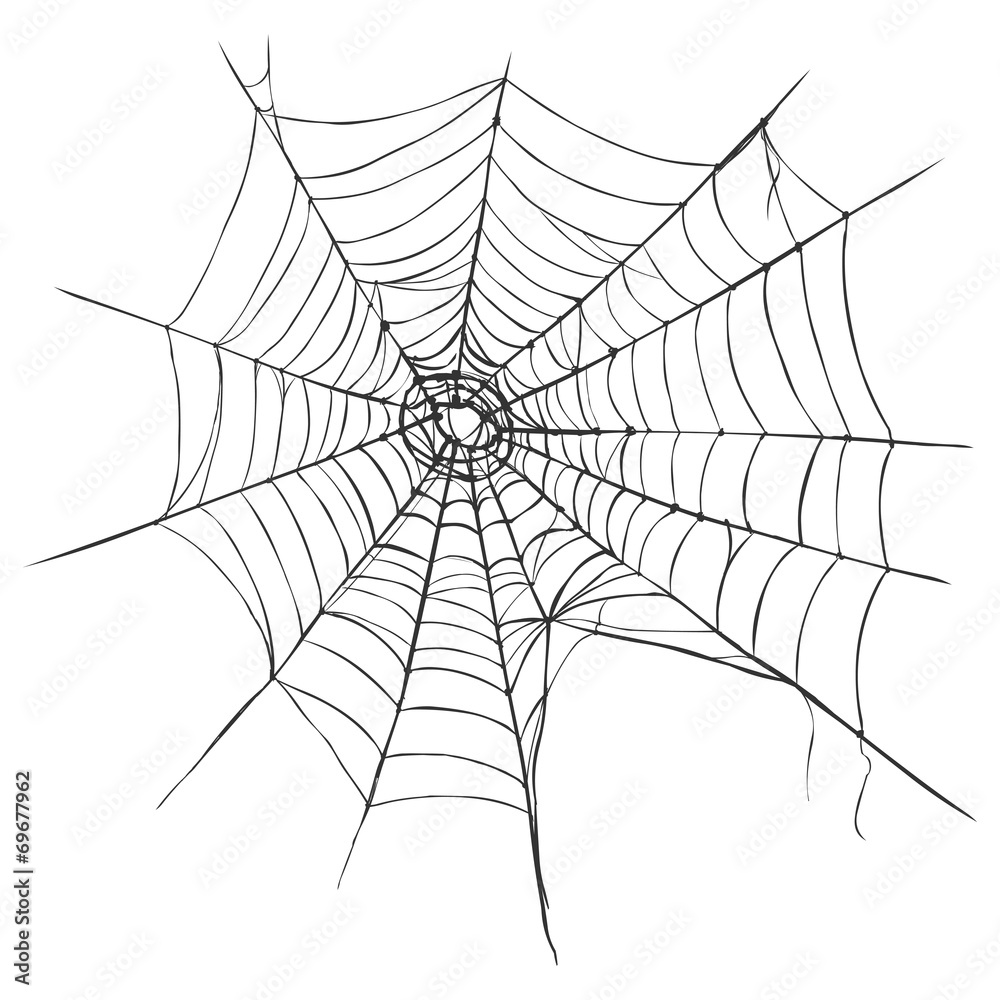 Spider Web Vector
