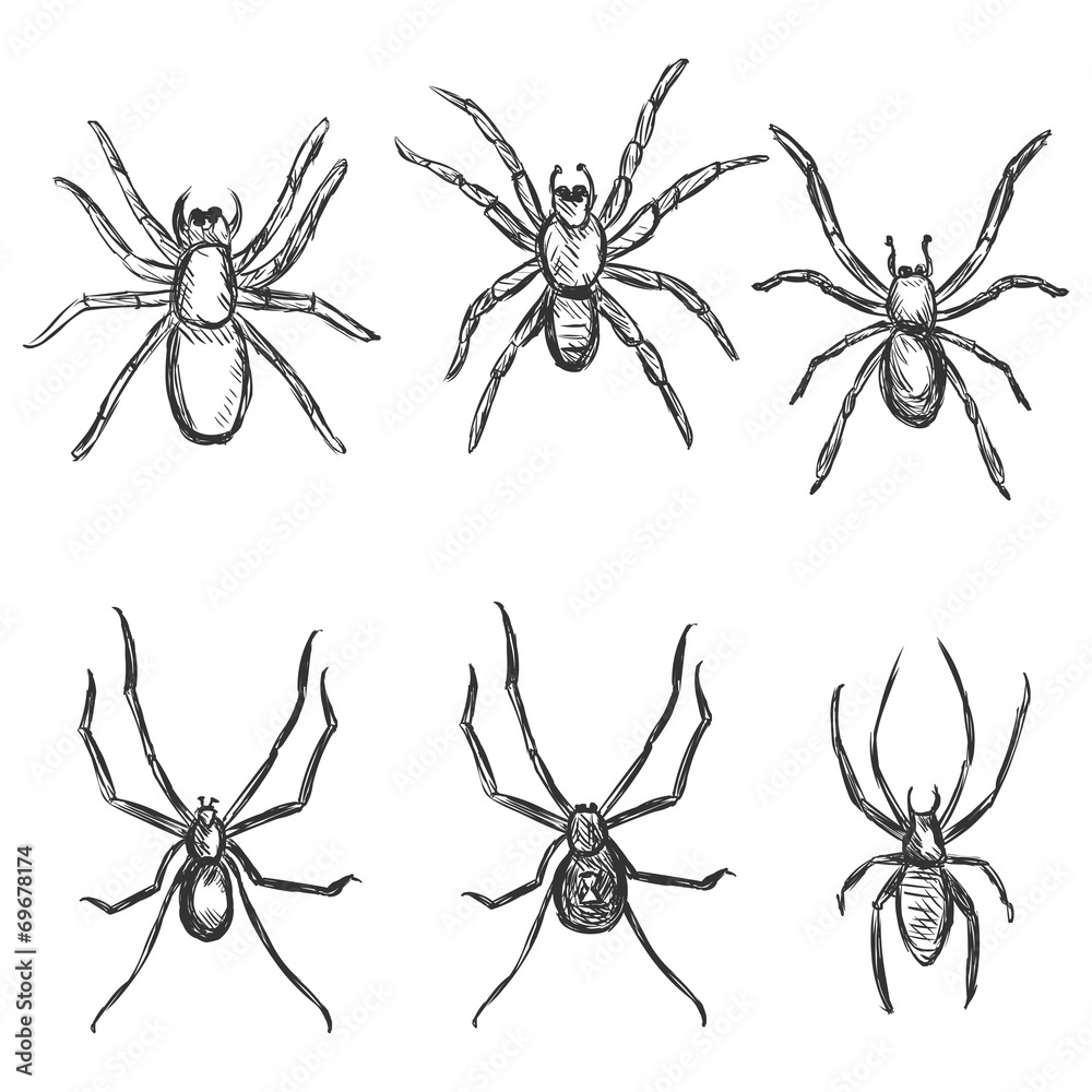 Vector Set of Sketch Spiders Stock Vector | Adobe Stock