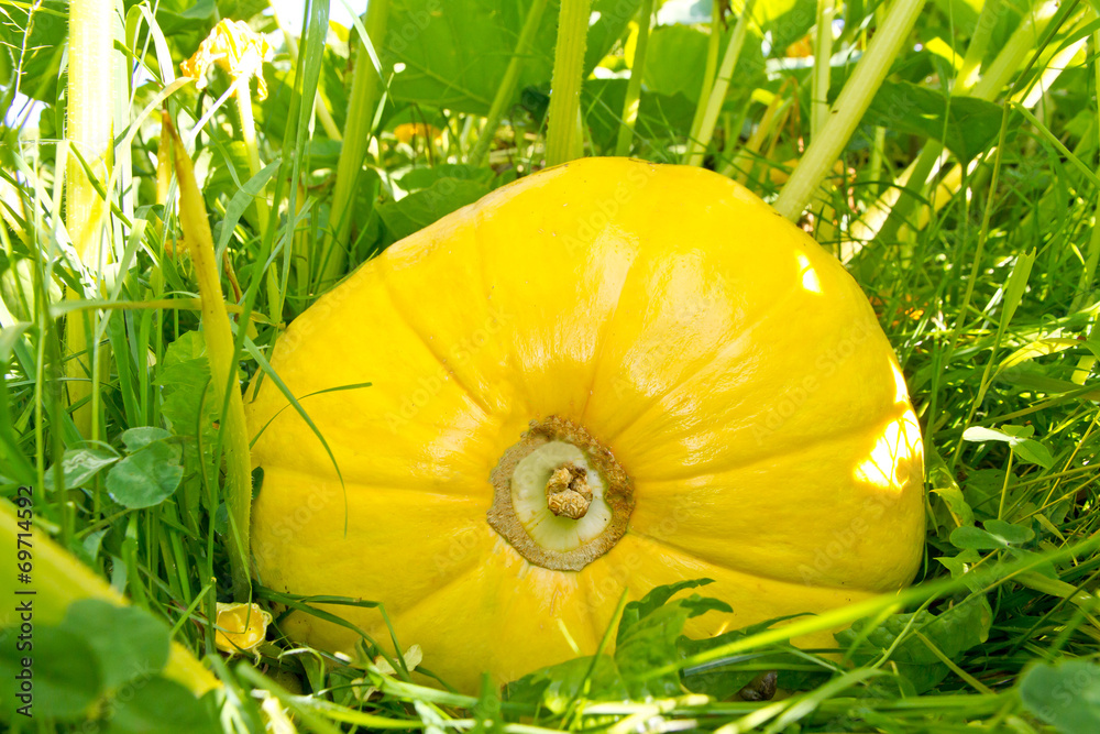 Gelber Kürbis im Garten Stock-Foto | Adobe Stock