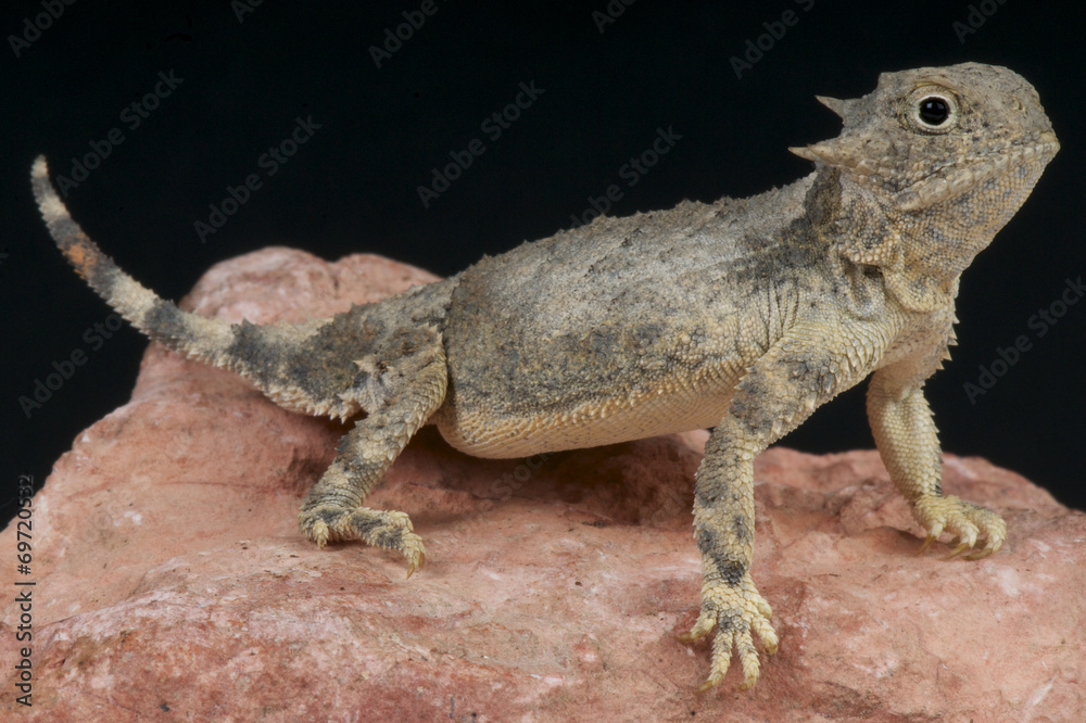 Roundtail horned lizard / Phrynosoma modestum Stock Photo | Adobe Stock