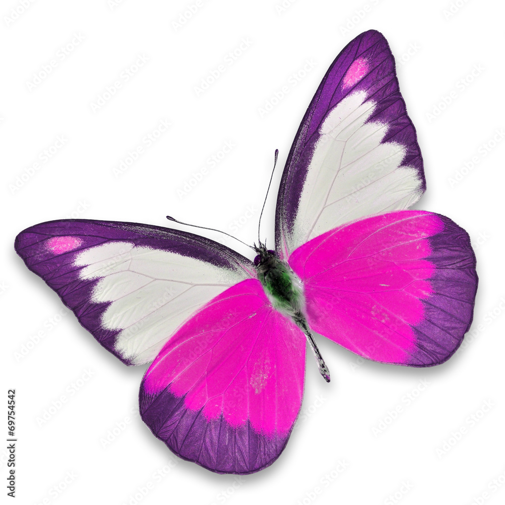 Pink butterfly Stock Photo | Adobe Stock
