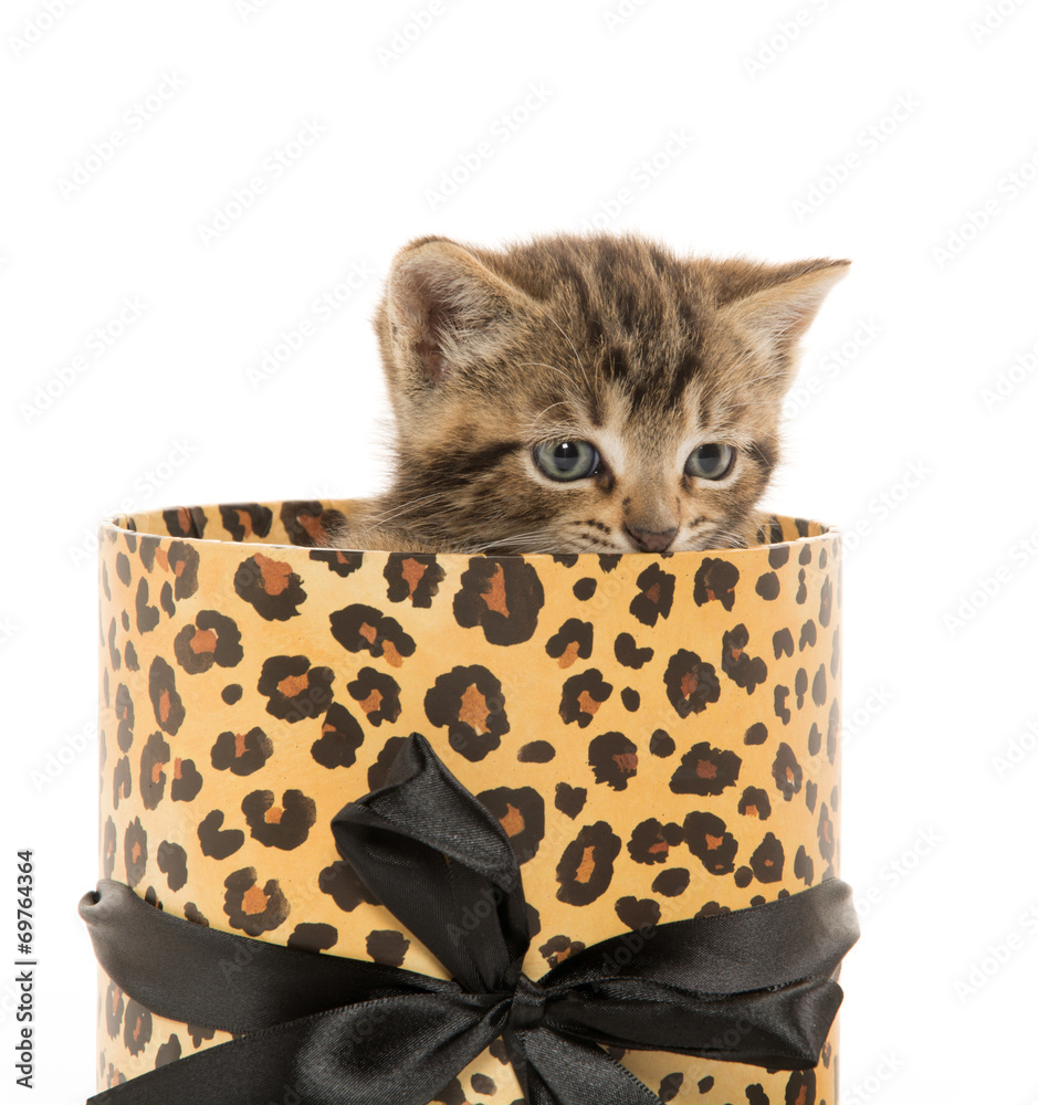 Cute tabby kitten in box Stock Photo | Adobe Stock