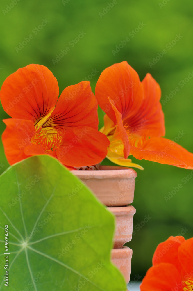 capucine dans pots de fleurs Stock Photo | Adobe Stock