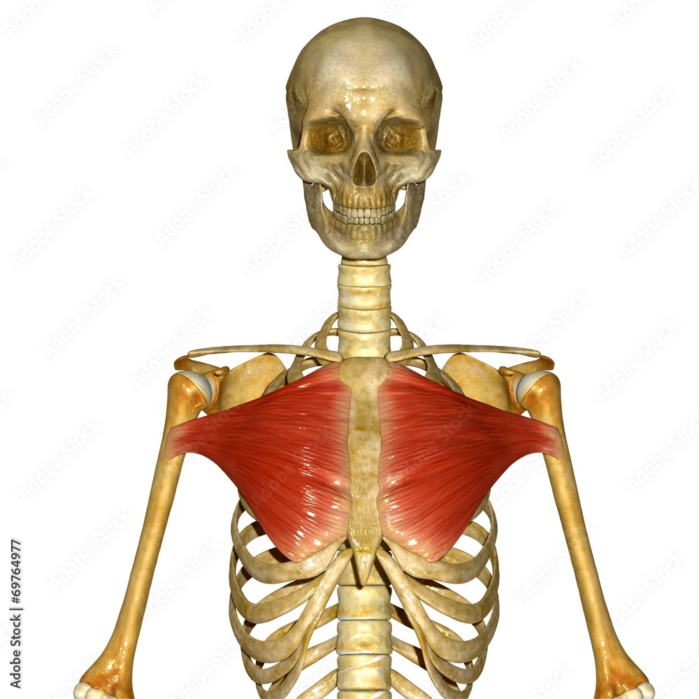Pectoralis major muscles Stock Illustration | Adobe Stock