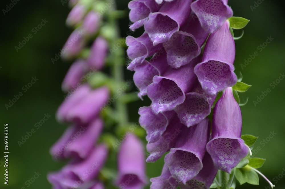 Fleurs, clochettes violettes Photos | Adobe Stock