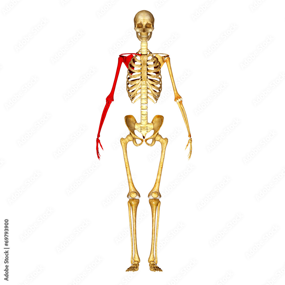 Right Upper Limb Stock Illustration | Adobe Stock