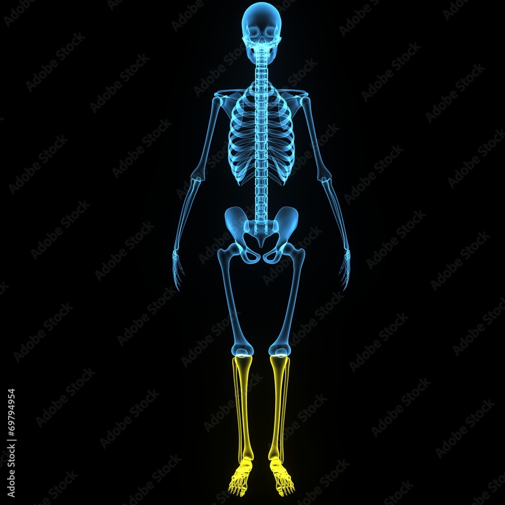 Skeleton legs Stock Illustration | Adobe Stock